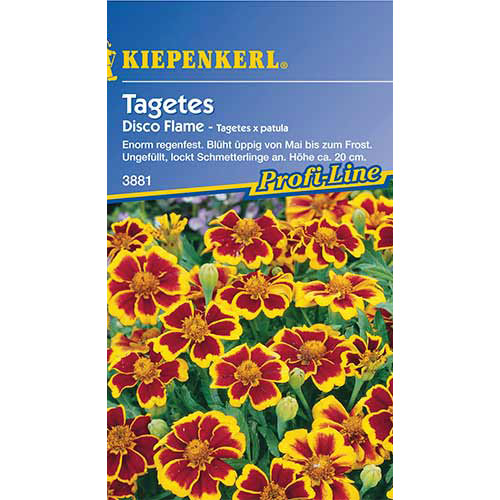 Tagetes Disco Flame Kiepenkerl (86346): sėklos Kupuj korzystniej w ...