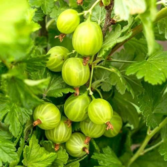 Agrastas Achilles (5830): daigai Kupuj korzystniej w GradinaMax.lt