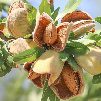 Vaismedžiai išskirtinės sėklos kurias galite įsigyti GradinaMax.lt