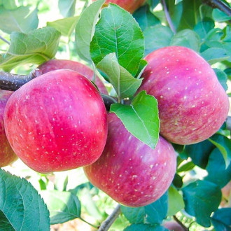 Obelys | Galite nusipirkti pigiai ir saugiai GradinaMax.lt