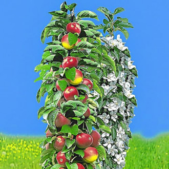 Obelis | Galite nusipirkti pigiai ir saugiai GradinaMax.lt